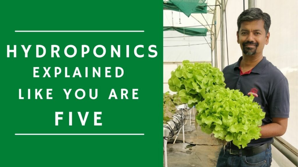 Hydroponics Basics – Simple explanation for beginners – GEEKGARDENER