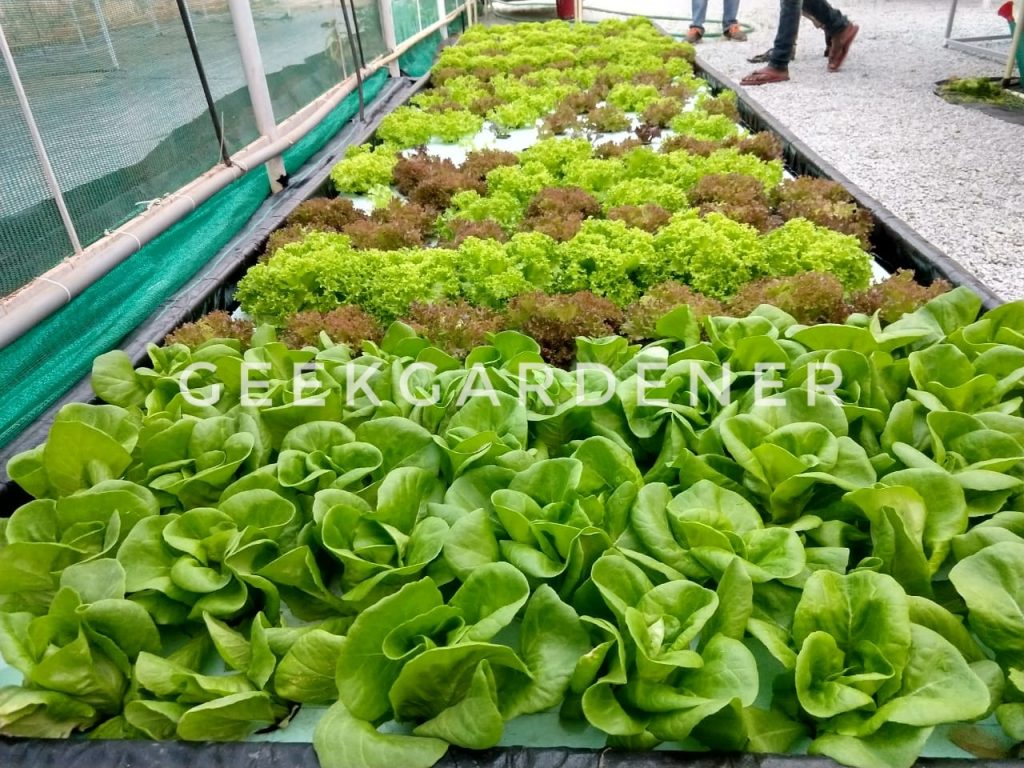 GEEKGARDENER – Trusted source for Hydroponics Farming in India
