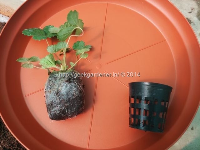 geekgardener-NFT-strawberry-007.jpg – GEEKGARDENER