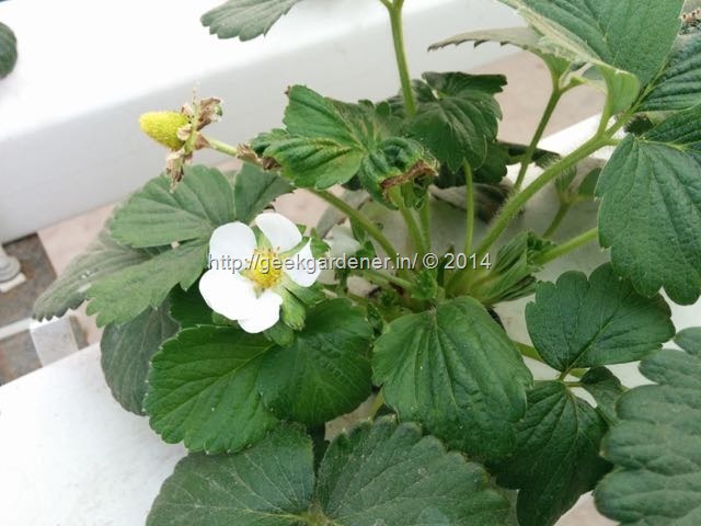 geekgardener-NFT-strawberry-150.jpg – GEEKGARDENER