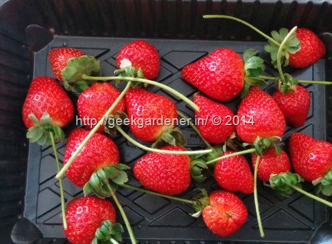 geekgardener-strawberry-hydroponics-nft-system.jpg – GEEKGARDENER