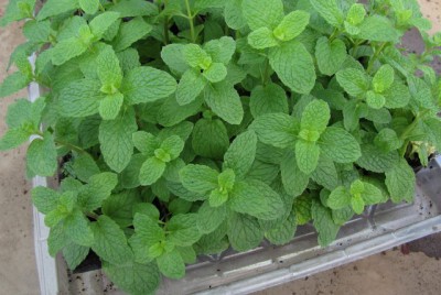 Guide to Growing Mint in your garden – GEEKGARDENER