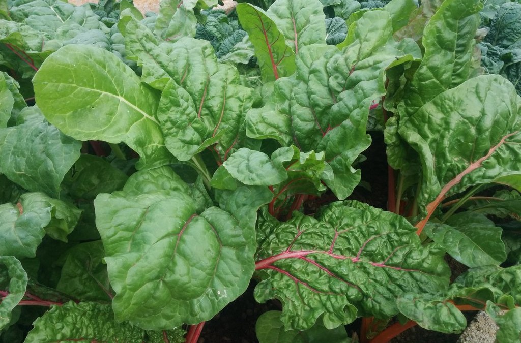 Growing Swiss chard in your garden | Hydroponics farming in India