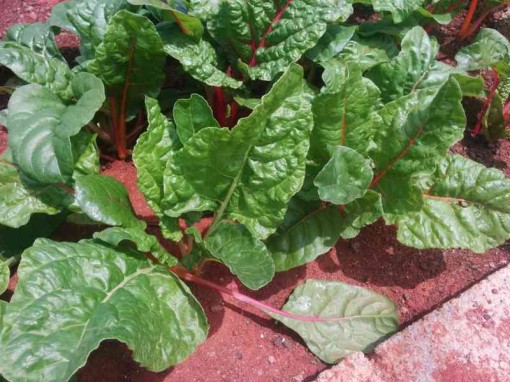 Growing Swiss chard in your garden – GEEKGARDENER