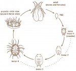 How to control whitefly – GEEKGARDENER