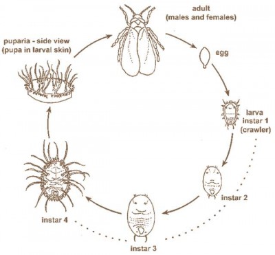 How to control whitefly – GEEKGARDENER